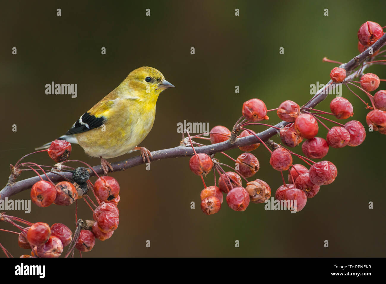 Avian Aves High Resolution Stock Photography and Images - Alamy