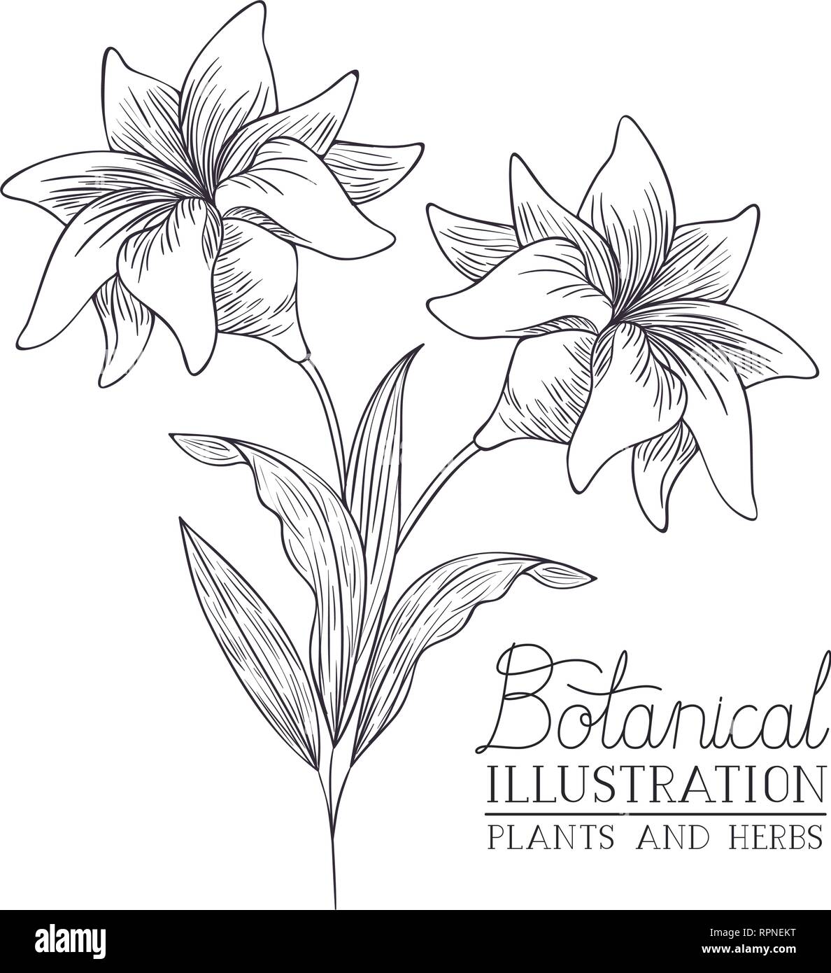 botanical illustration label with plant Stock Vector Image & Art - Alamy