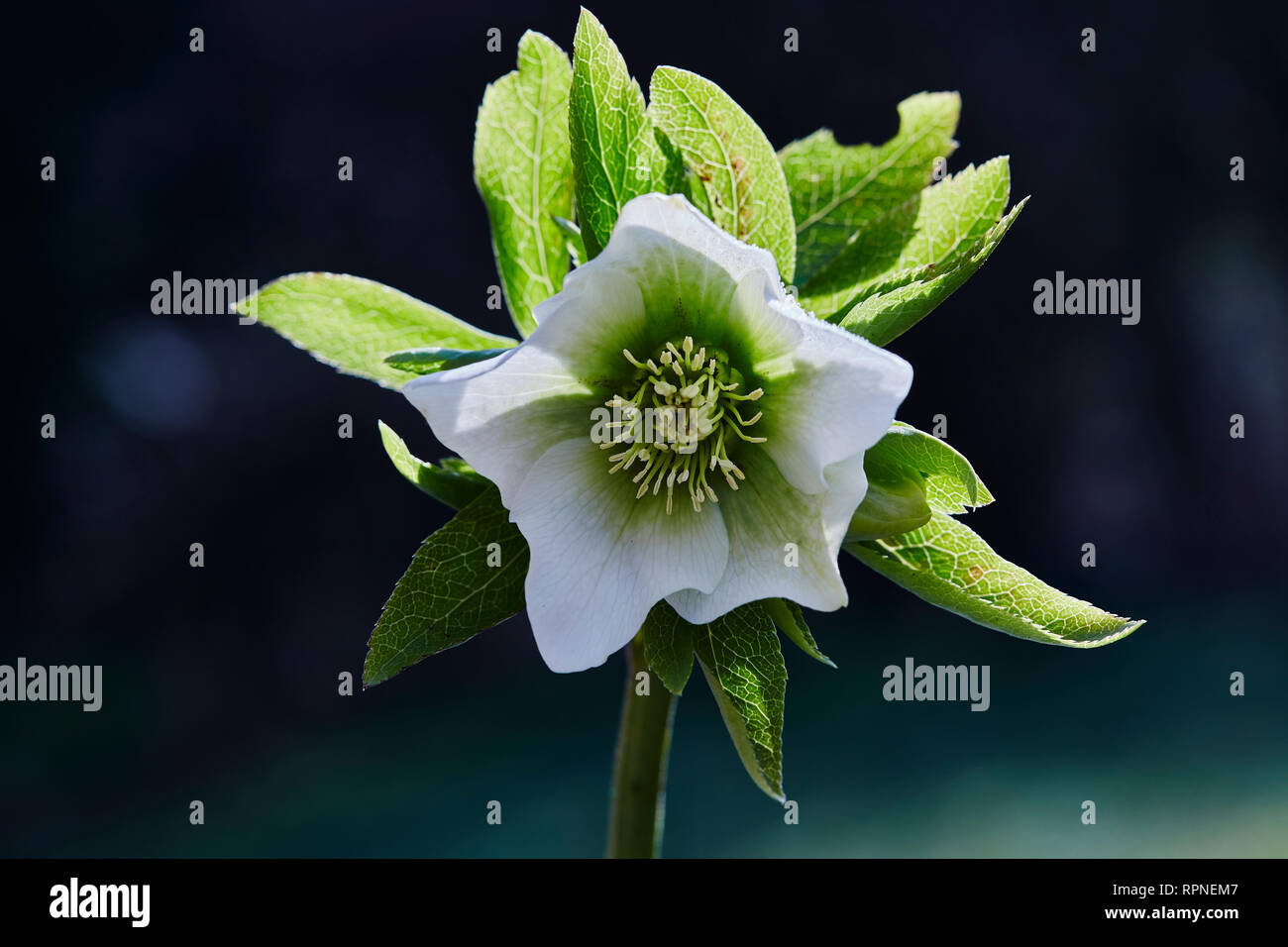 A single stem of a white Helleborus niger showing flower and buds Stock ...