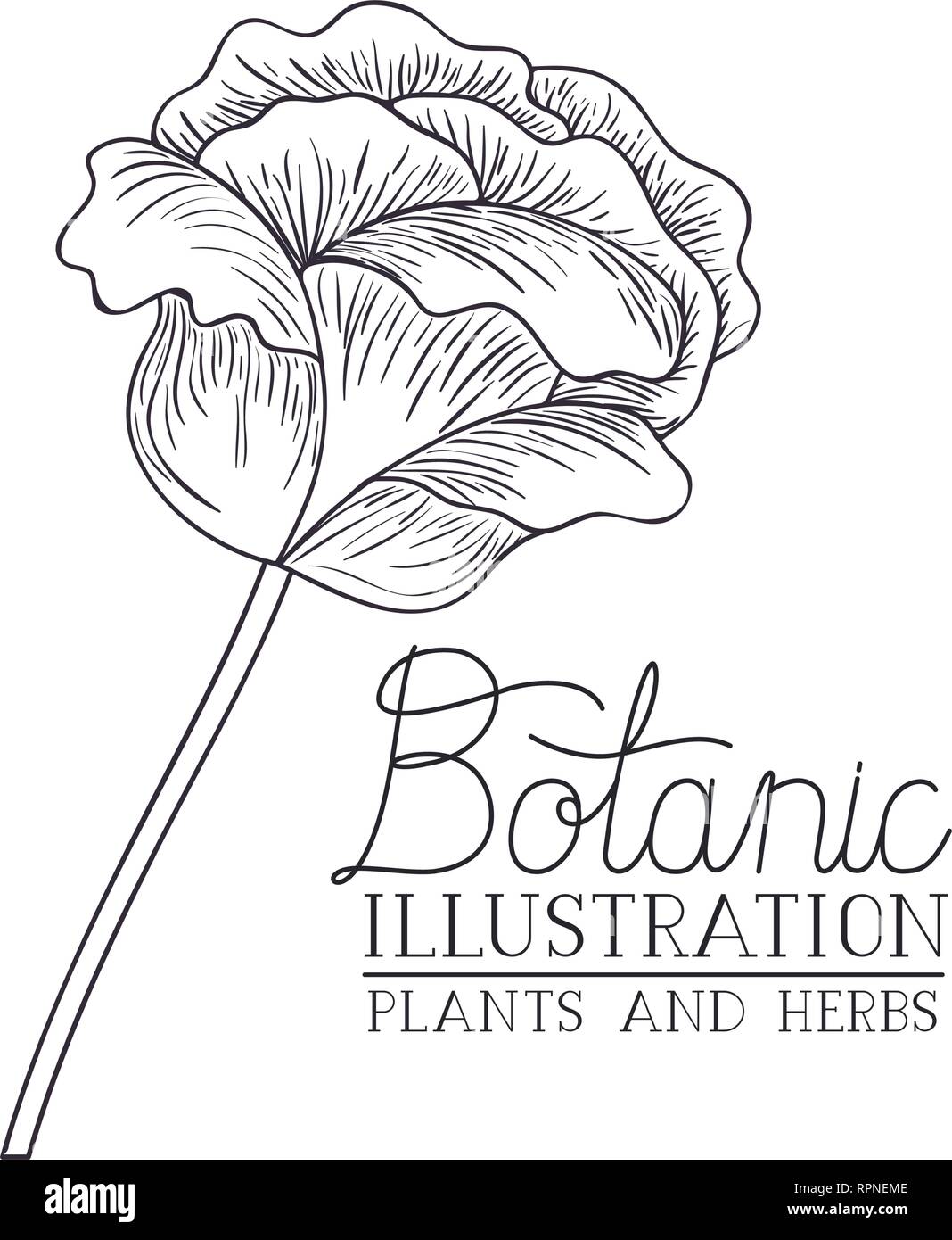 botanical illustration label with plant Stock Vector Image & Art - Alamy