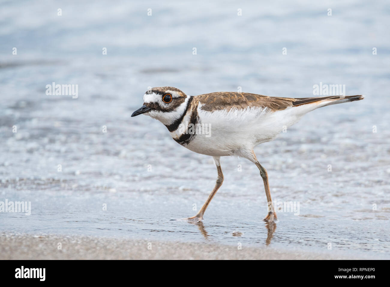 Avian aves hi-res stock photography and images - Alamy