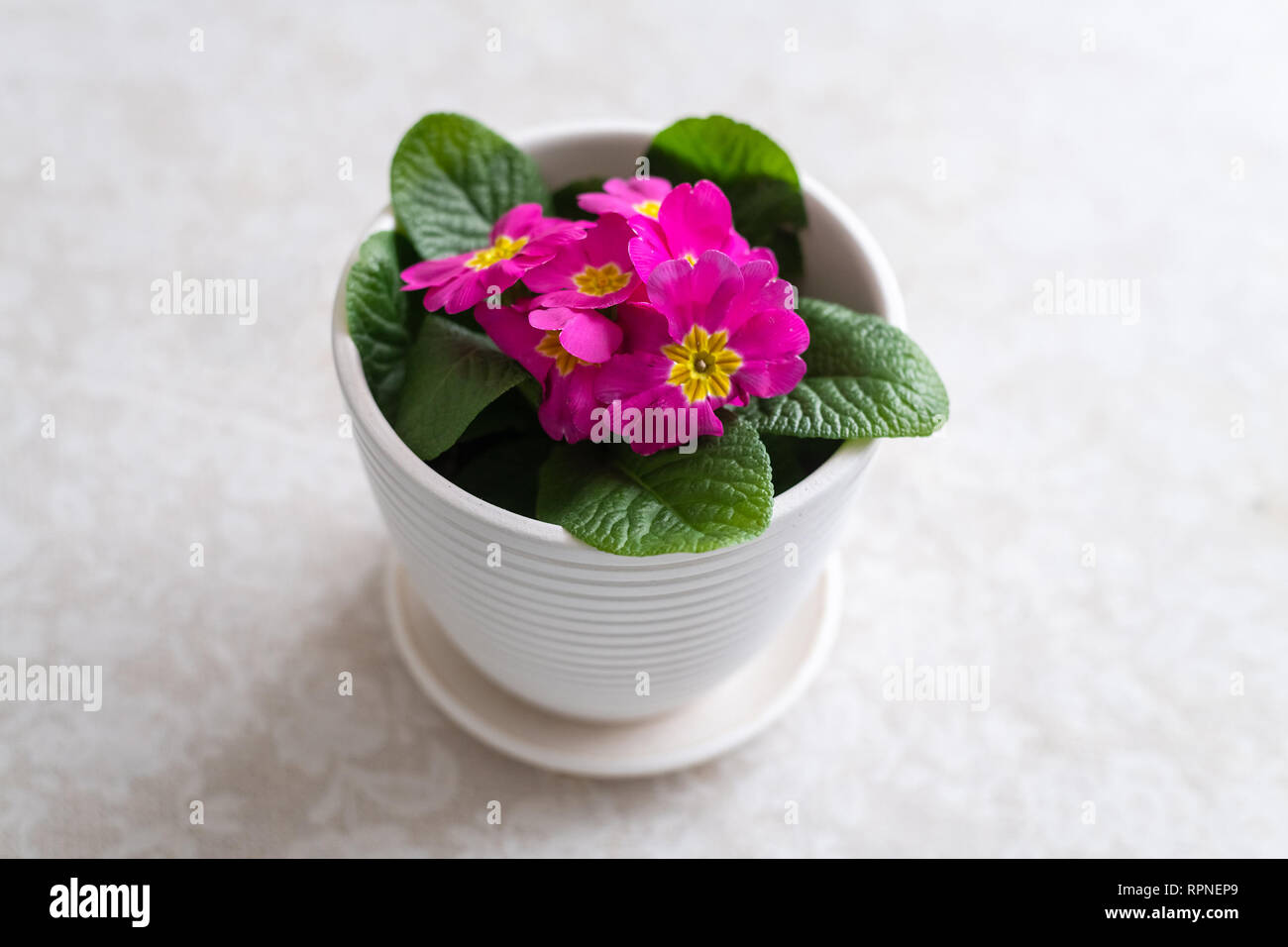 Pink primula in a pot in interior Stock Photo - Alamy