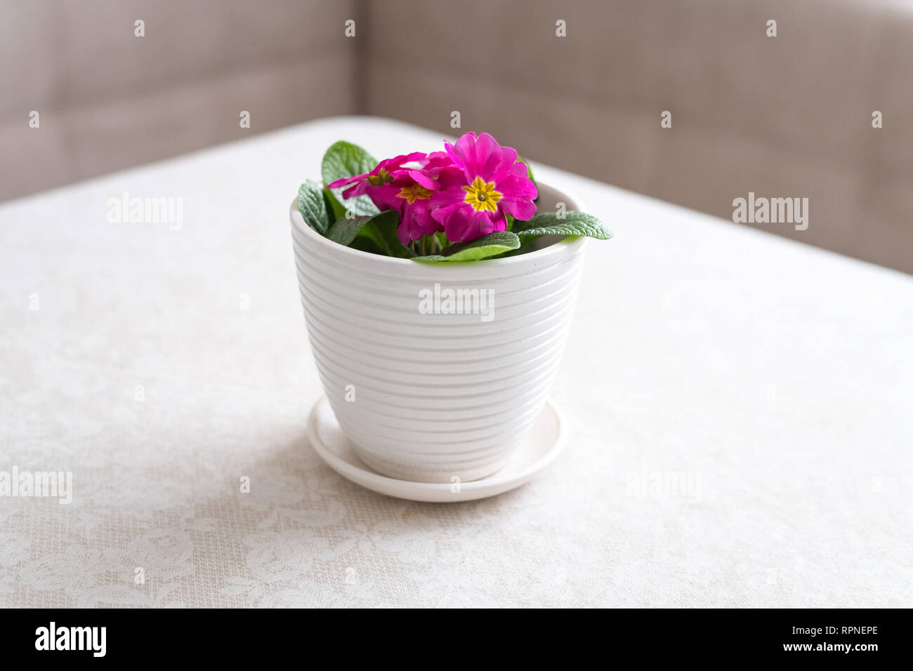 Pink primula in a pot in interior Stock Photo - Alamy