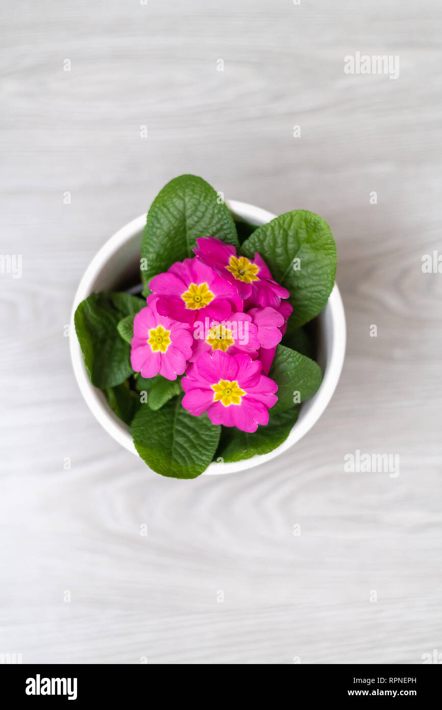Interior flora hi-res stock photography and images - Alamy