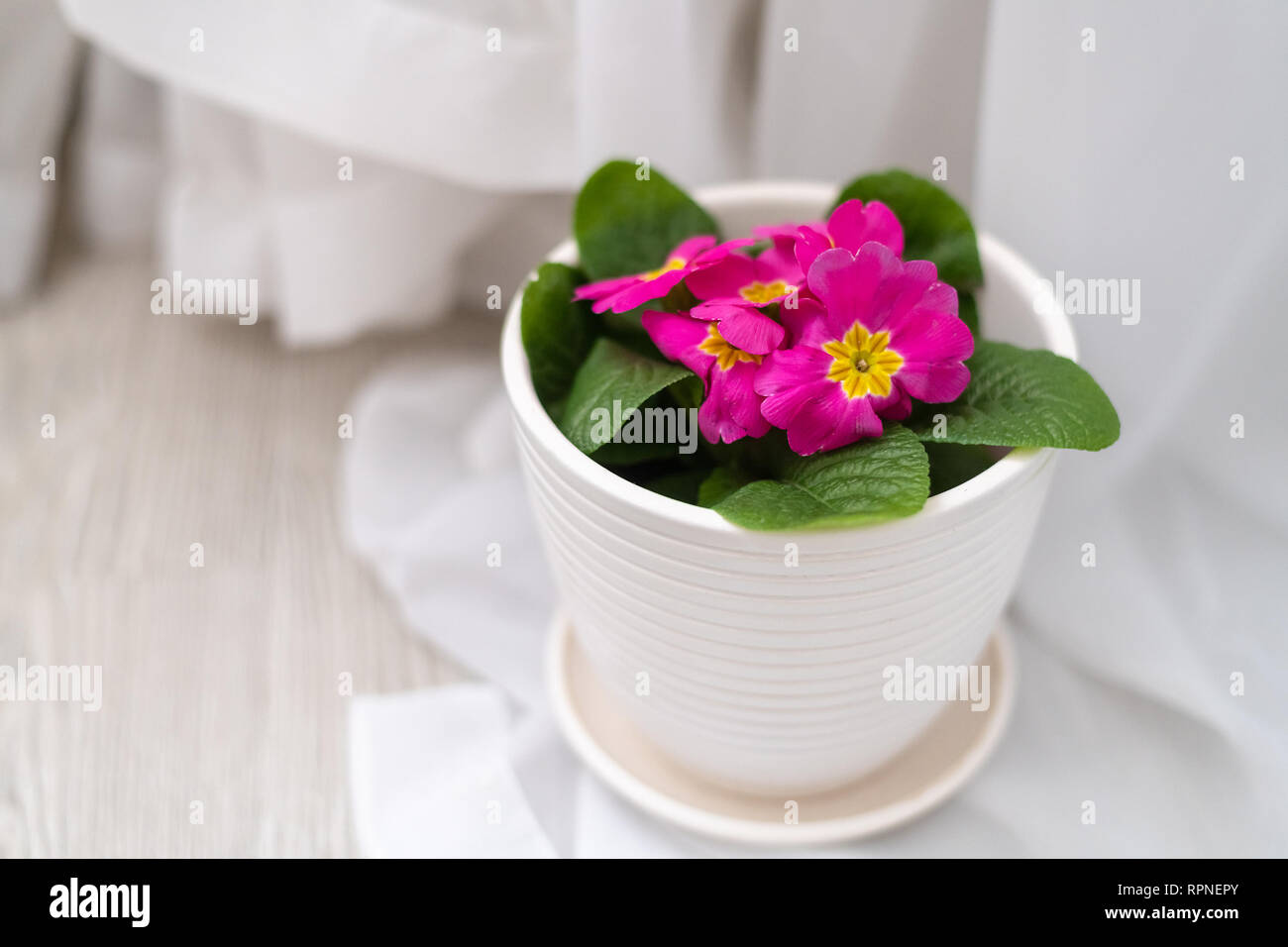 Interior flora hi-res stock photography and images - Alamy