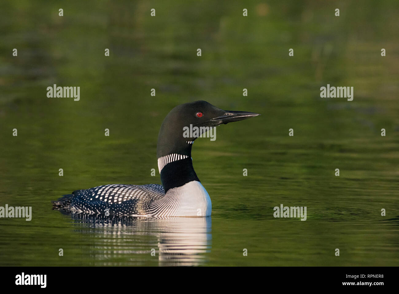 Canada National Bird Loon