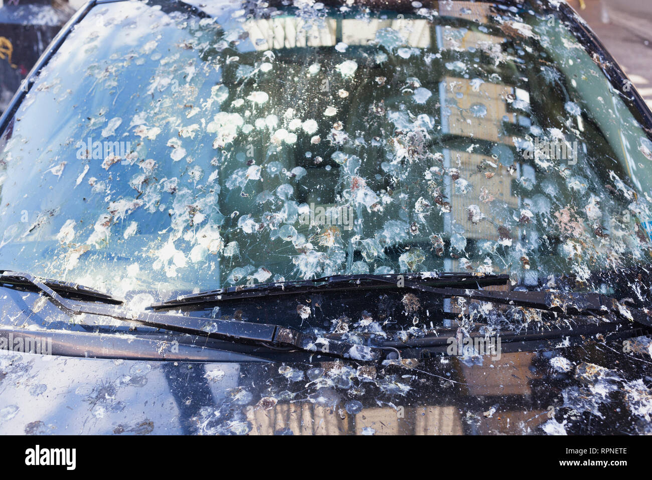 Bird pigeon droppings on car windshield that has been long-term parked ...