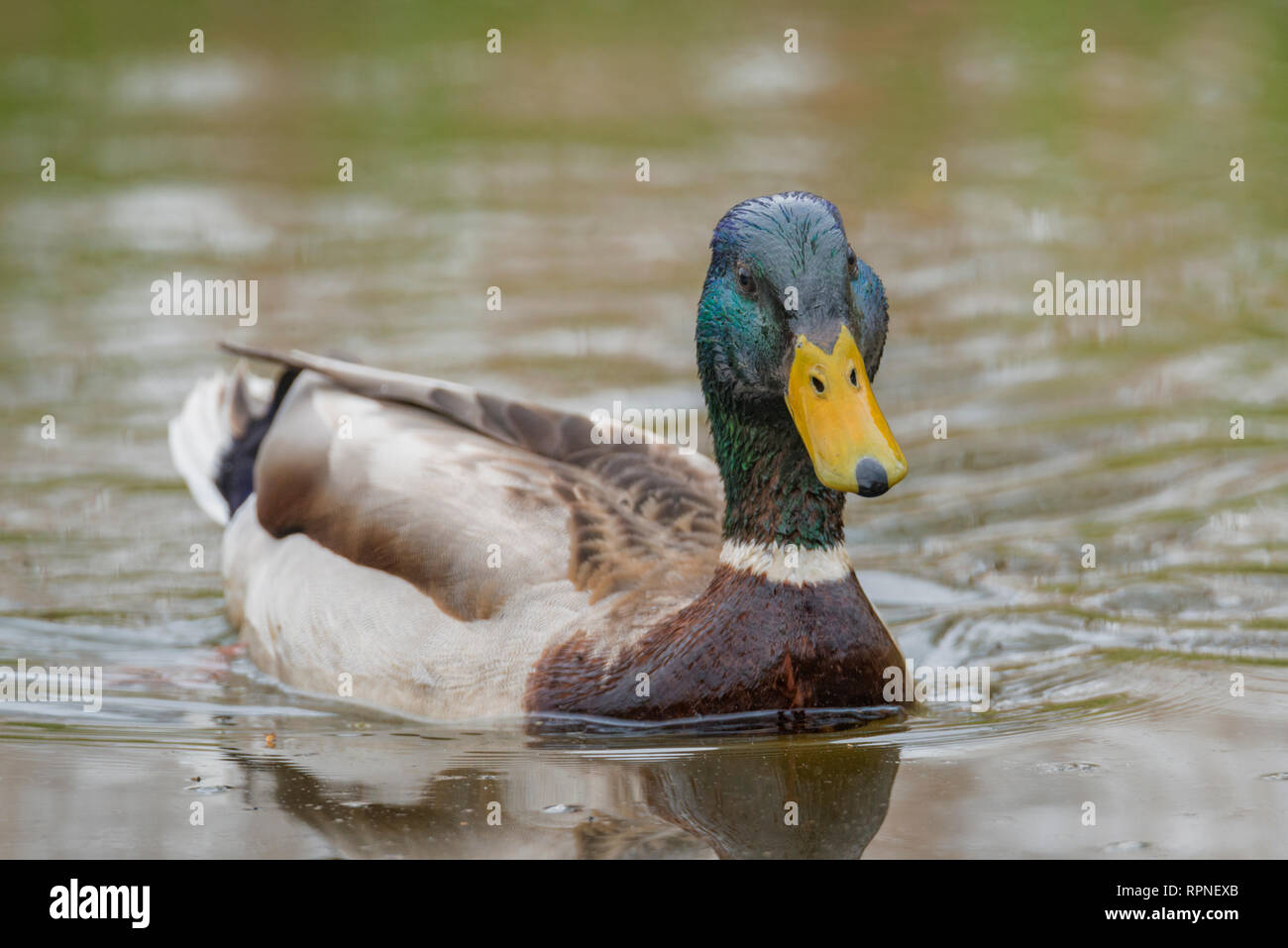 Drake bay bird hi-res stock photography and images - Alamy