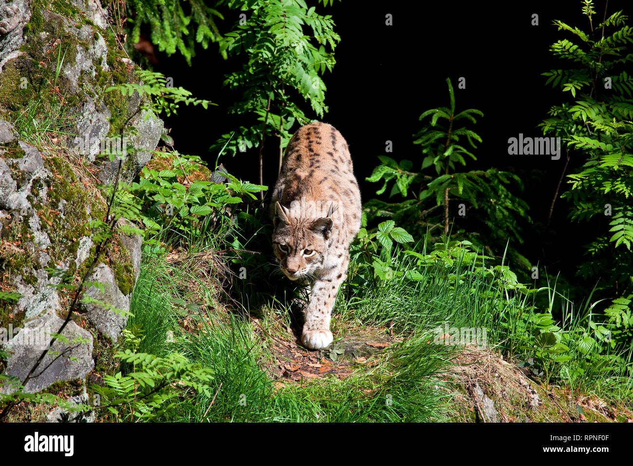 Enclosure for animals hi-res stock photography and images - Alamy