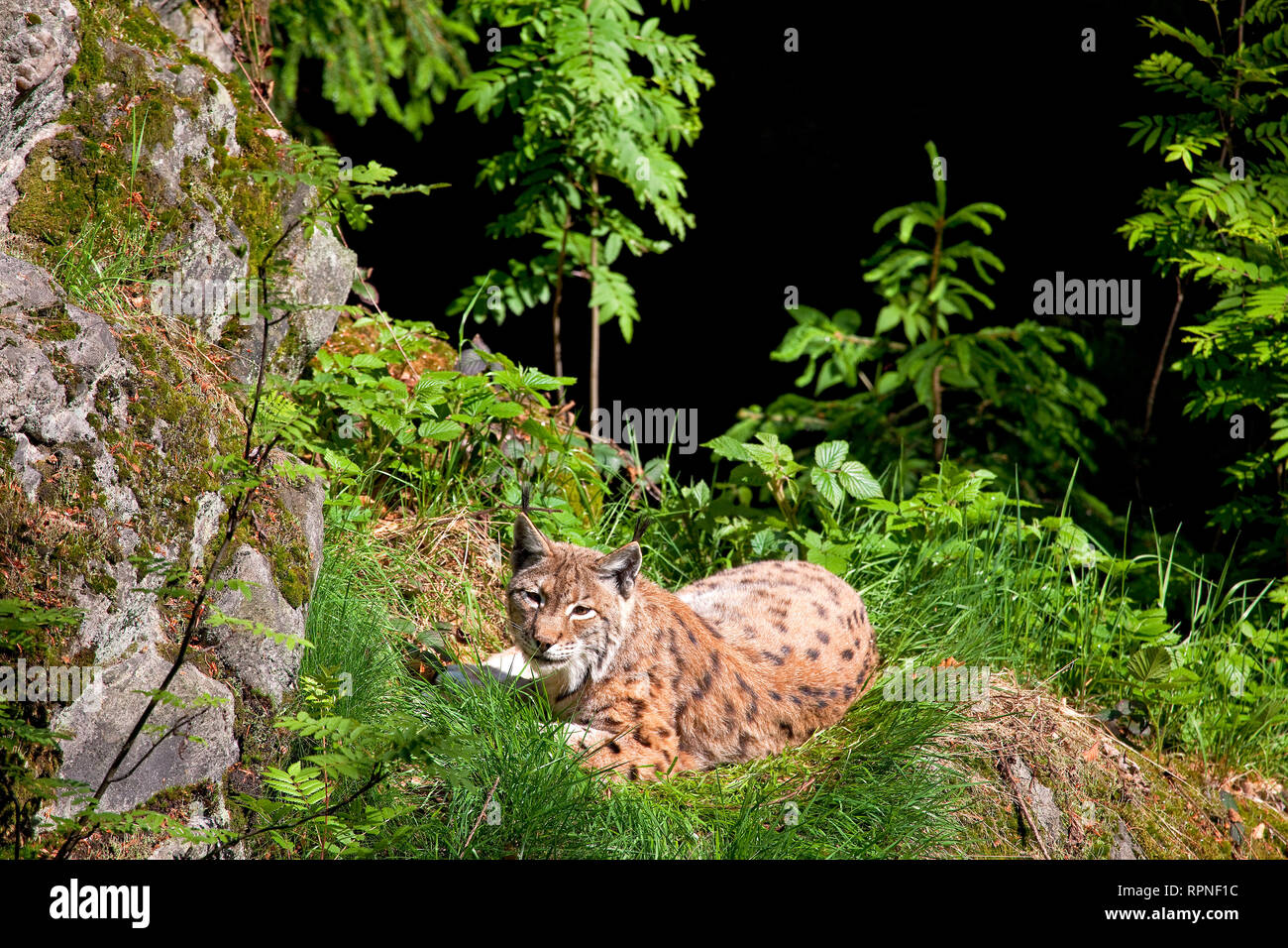 zoology / animals, mammal / mammalian, lynx, Eurasian lynx (Lynx lynx ...