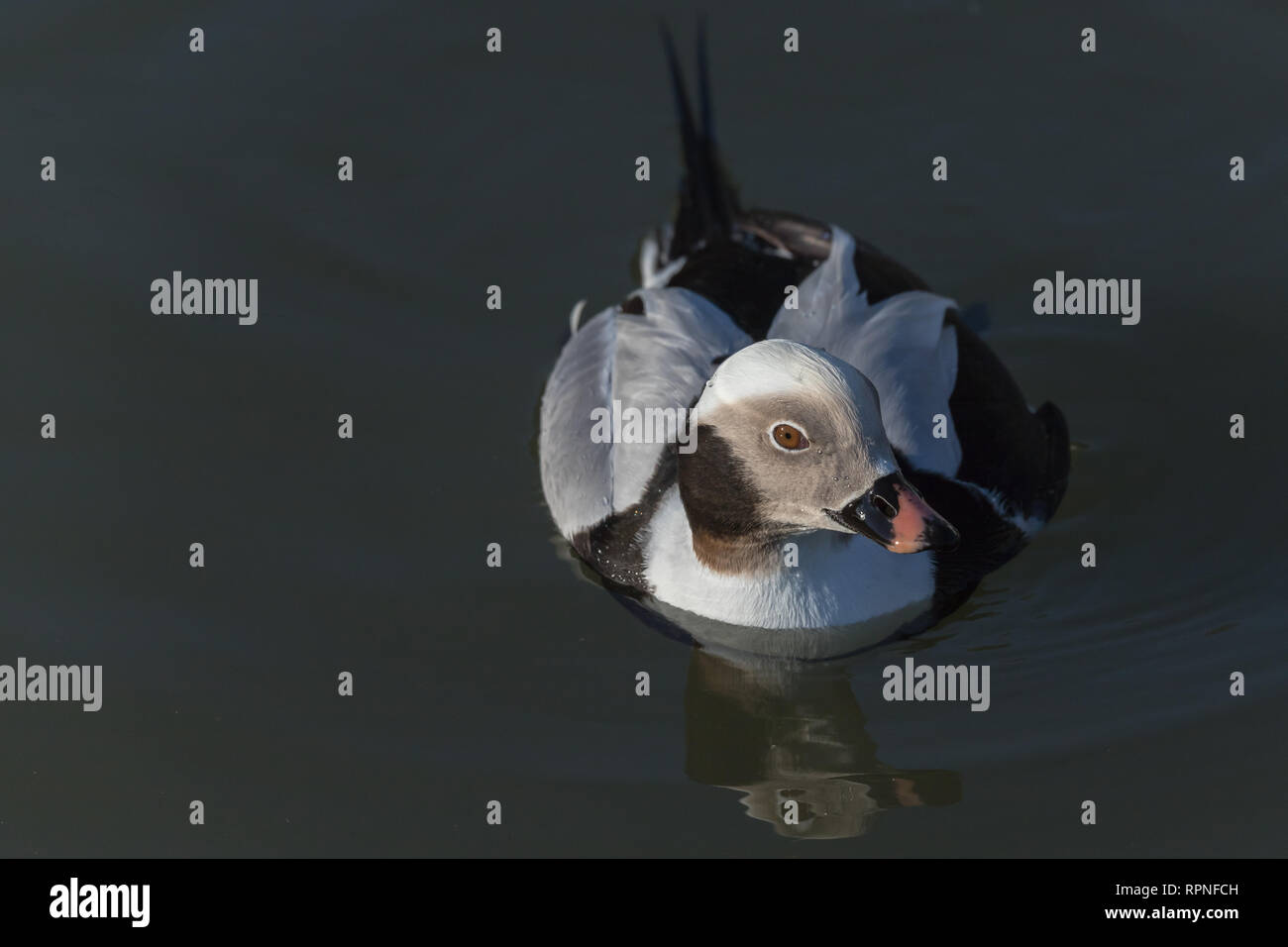 Long tailed duck breeding hi-res stock photography and images - Alamy