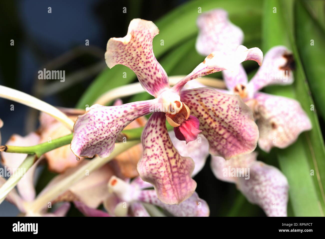 Beautiful Orchid flowers Stock Photo - Alamy