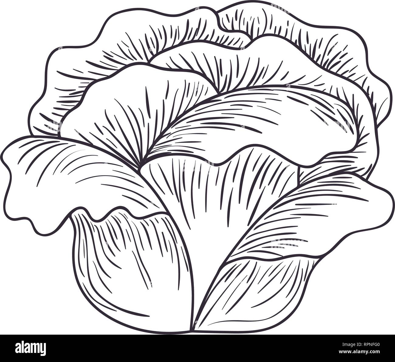 Rose plant seeds Stock Vector Images - Alamy