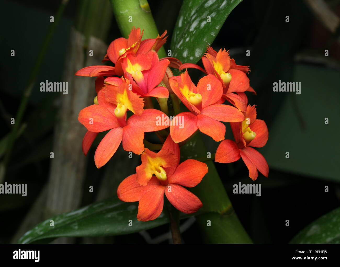 Beautiful Orchid flowers Stock Photo - Alamy