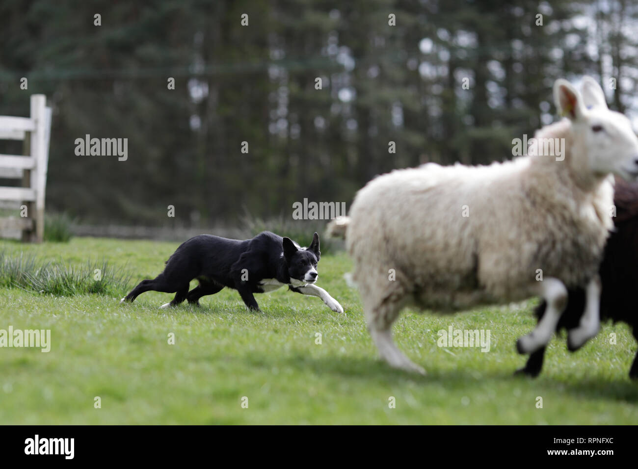 Sheep dog working Stock Photo - Alamy