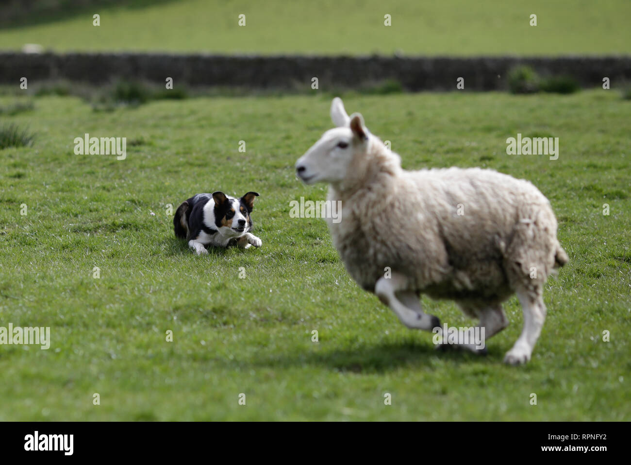Sheep dog working Stock Photo - Alamy
