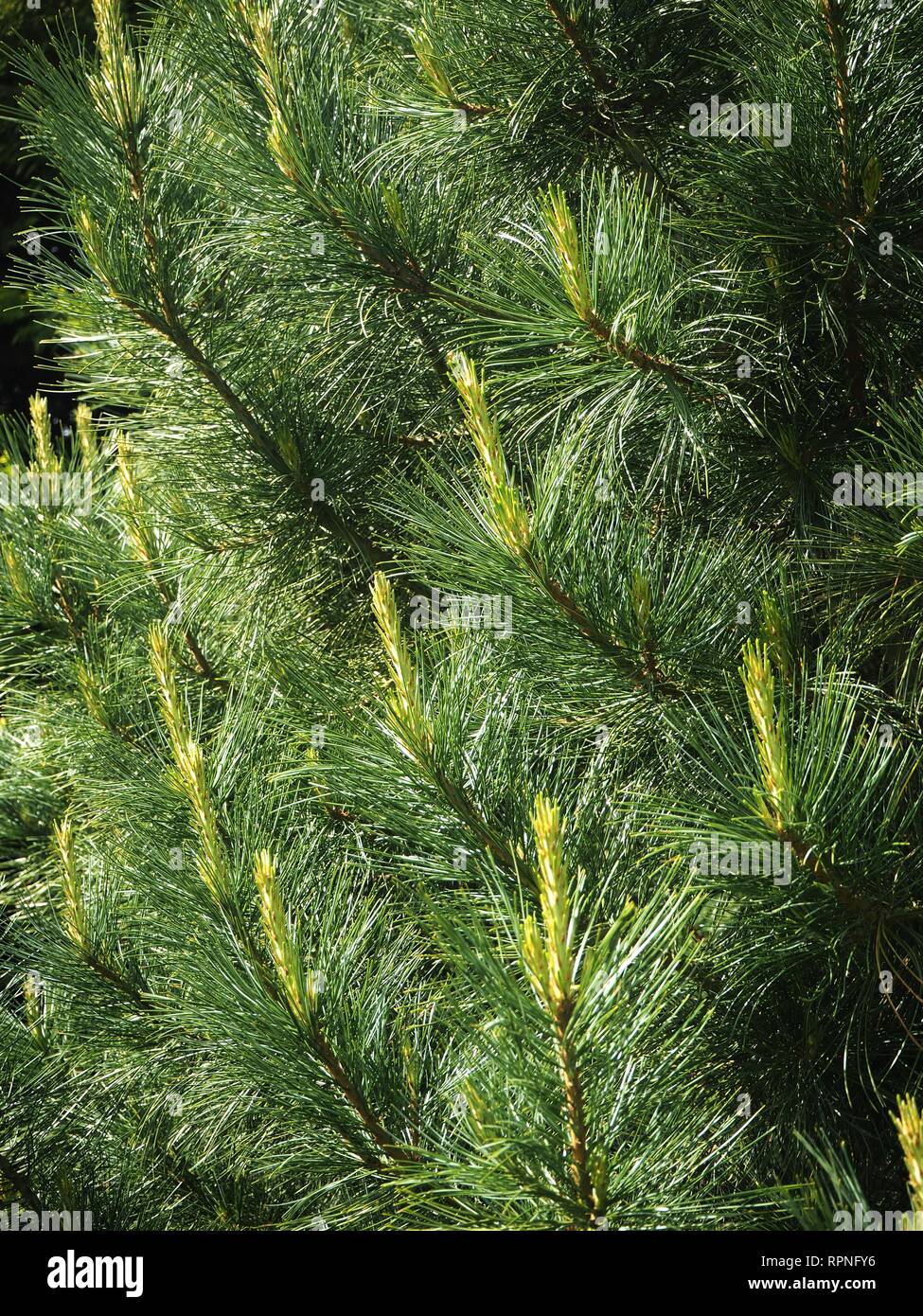 New spring growth on the green tips of branches of a fir tree Stock ...