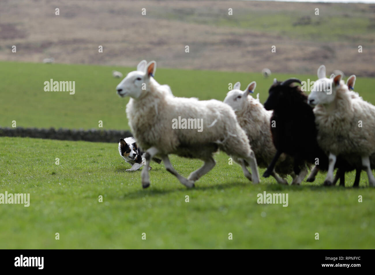 Sheep dog working Stock Photo - Alamy