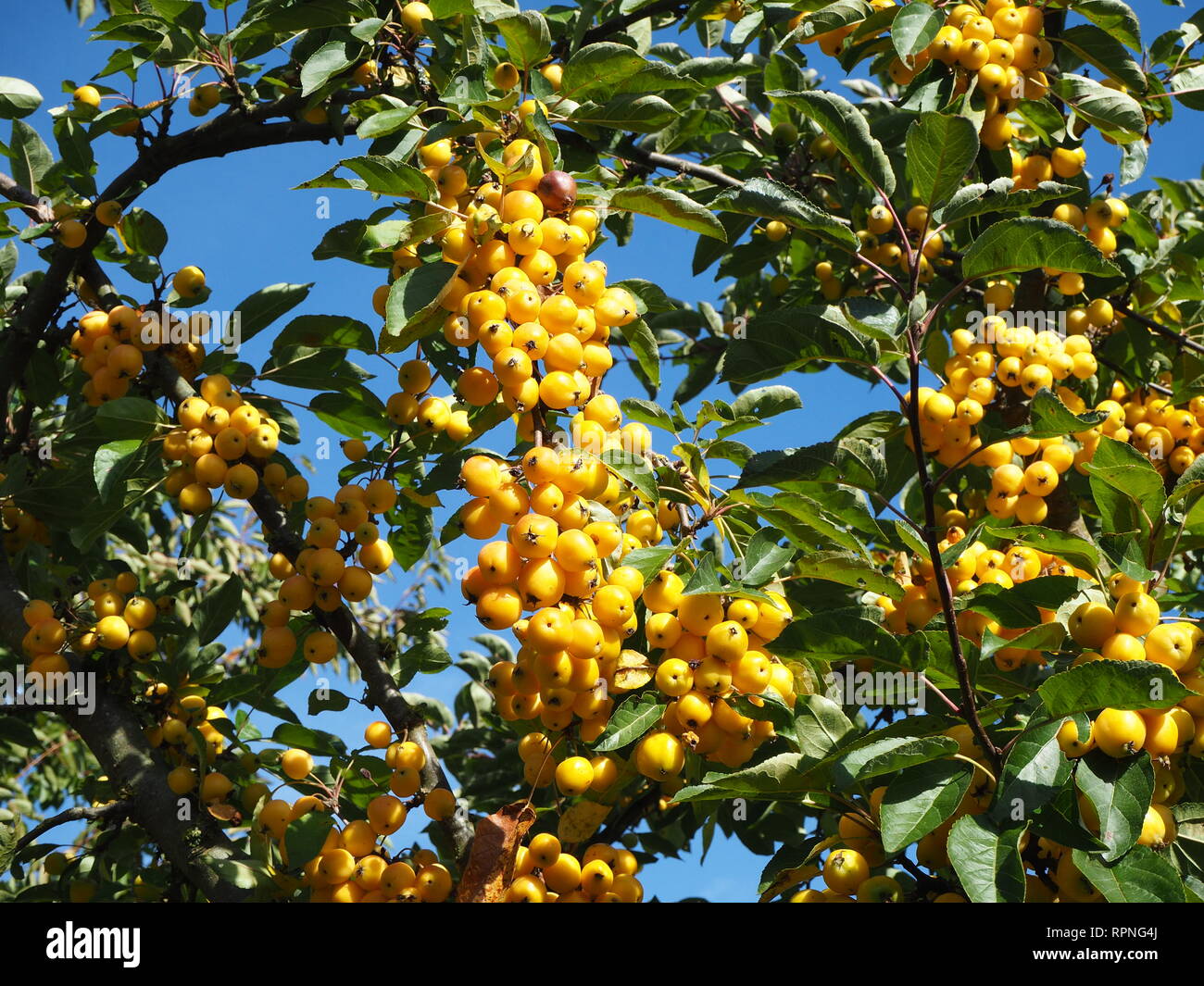 Dense shiny yellow crab apples (Malus) on tree branches in an orchard ...