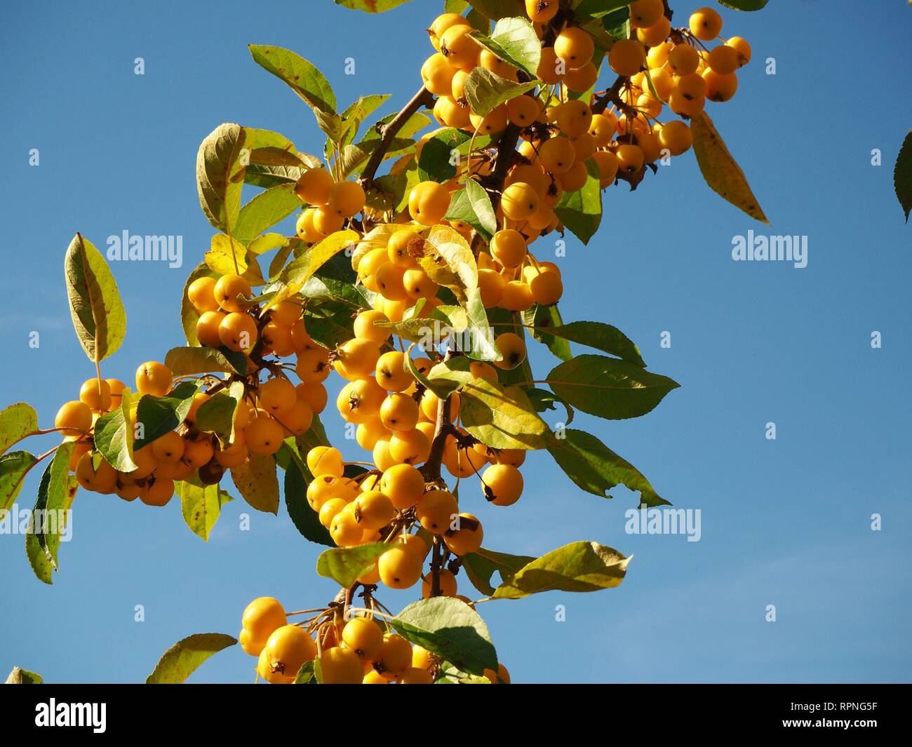 Shiny yellow crab apples (Malus) on an overhead tree branch in autumn ...