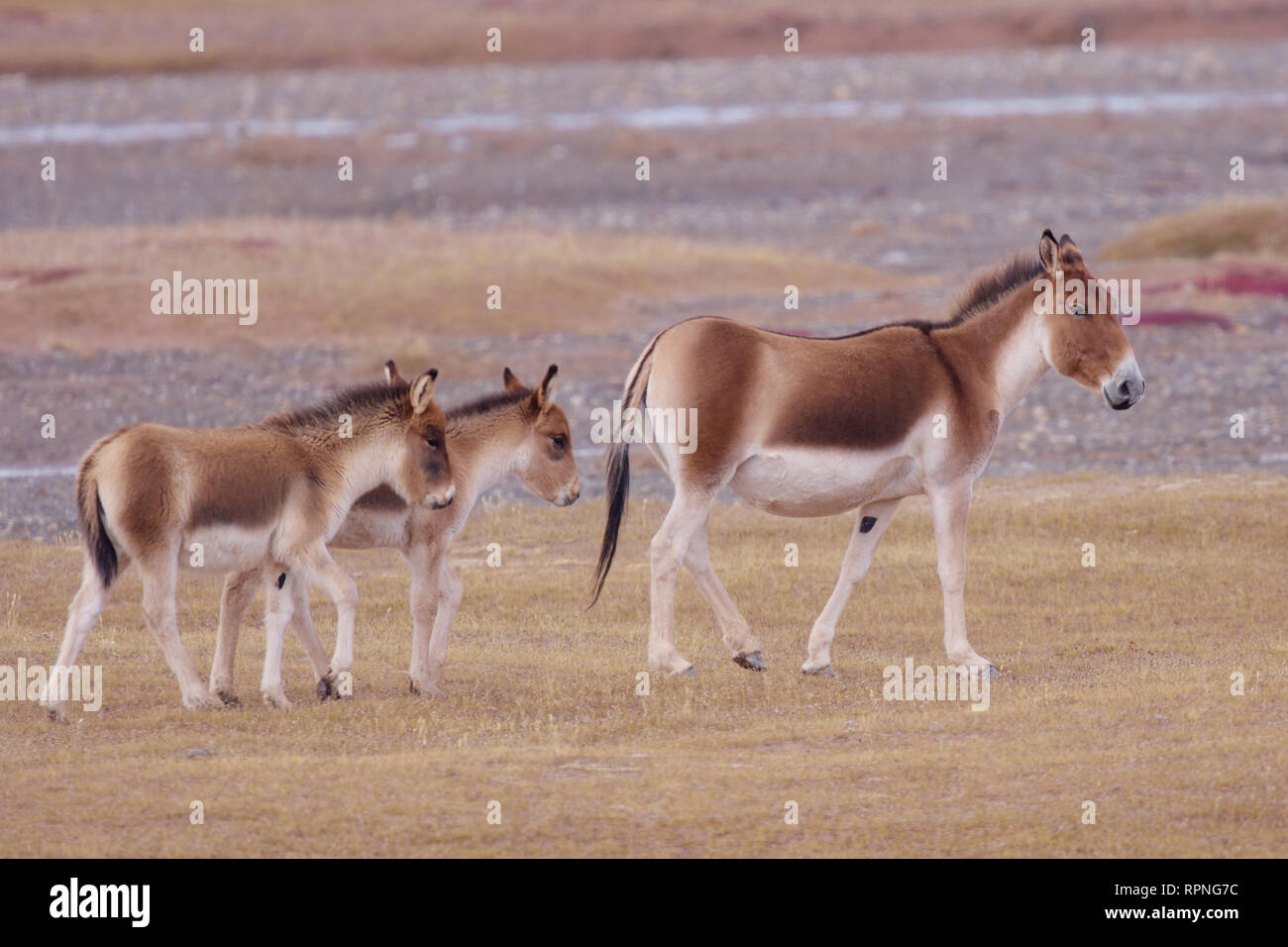 Mother Kiang (Equus kiang) with foals on the Tibetan Plateau Stock ...