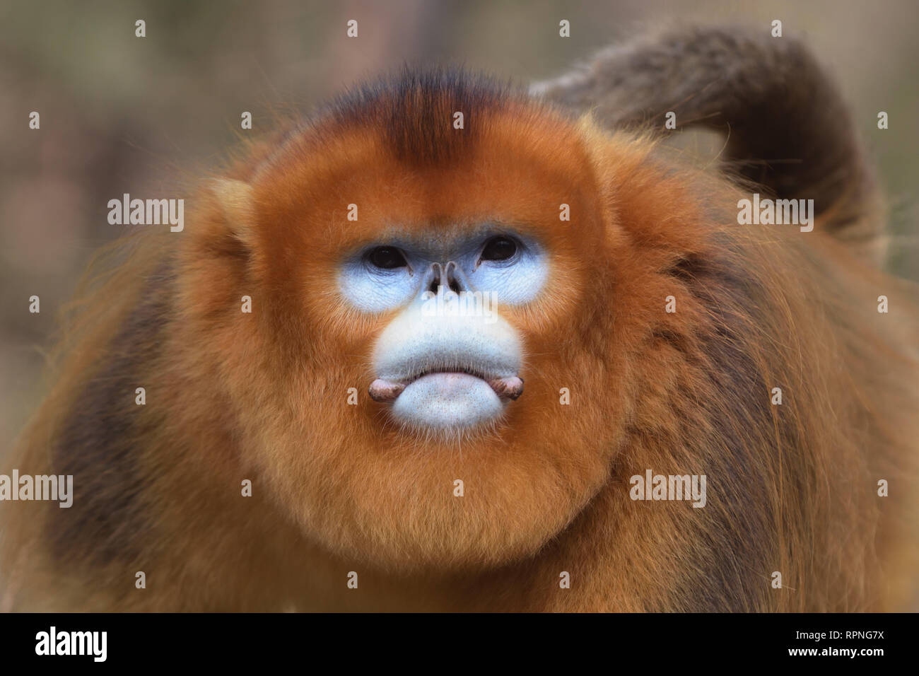 Red And Blue Faced Monkey