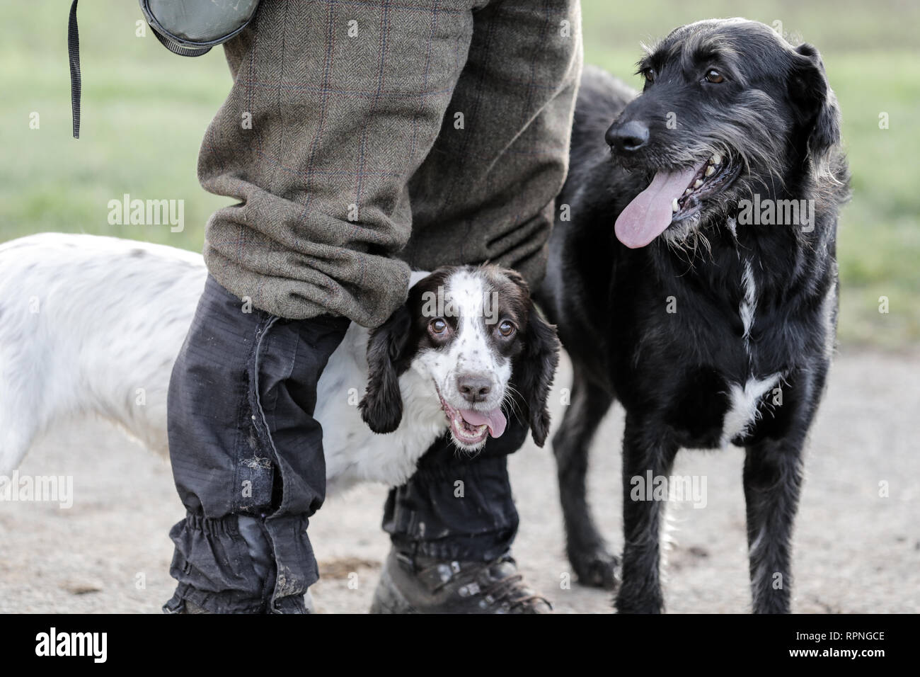 Pheasant shoot with gun dogs Stock Photo - Alamy