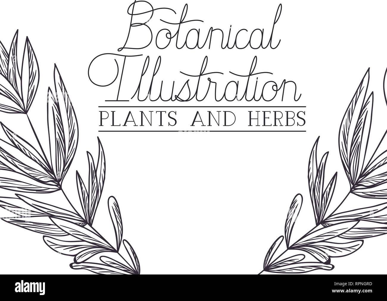 botanical illustration label with plants and herbs Stock Vector Image ...