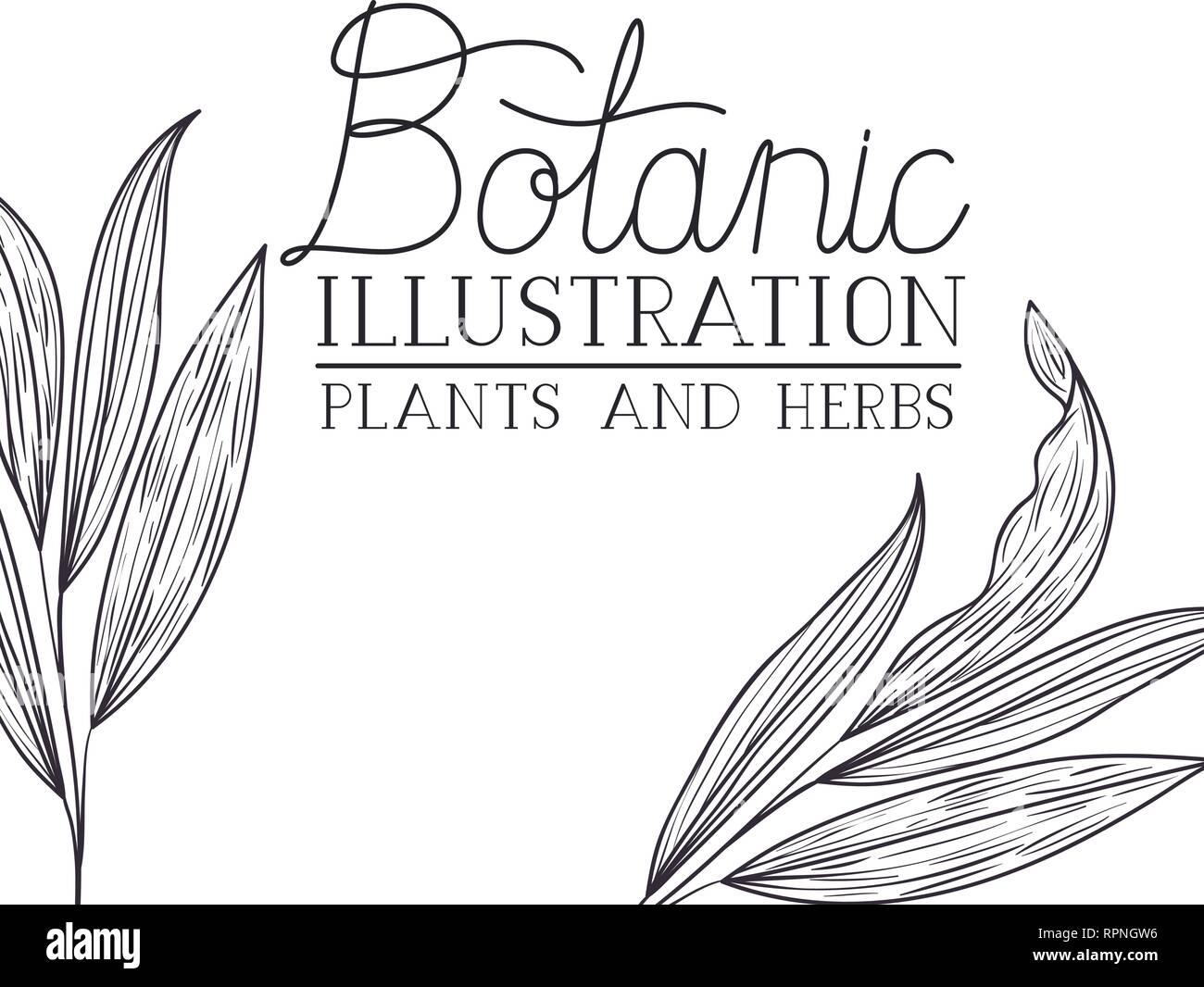 botanic illustration label with plants and herbs Stock Vector Image ...