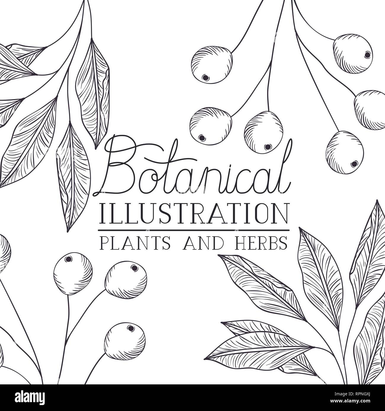 botanical illustration label with plants and herbs Stock Vector Image ...