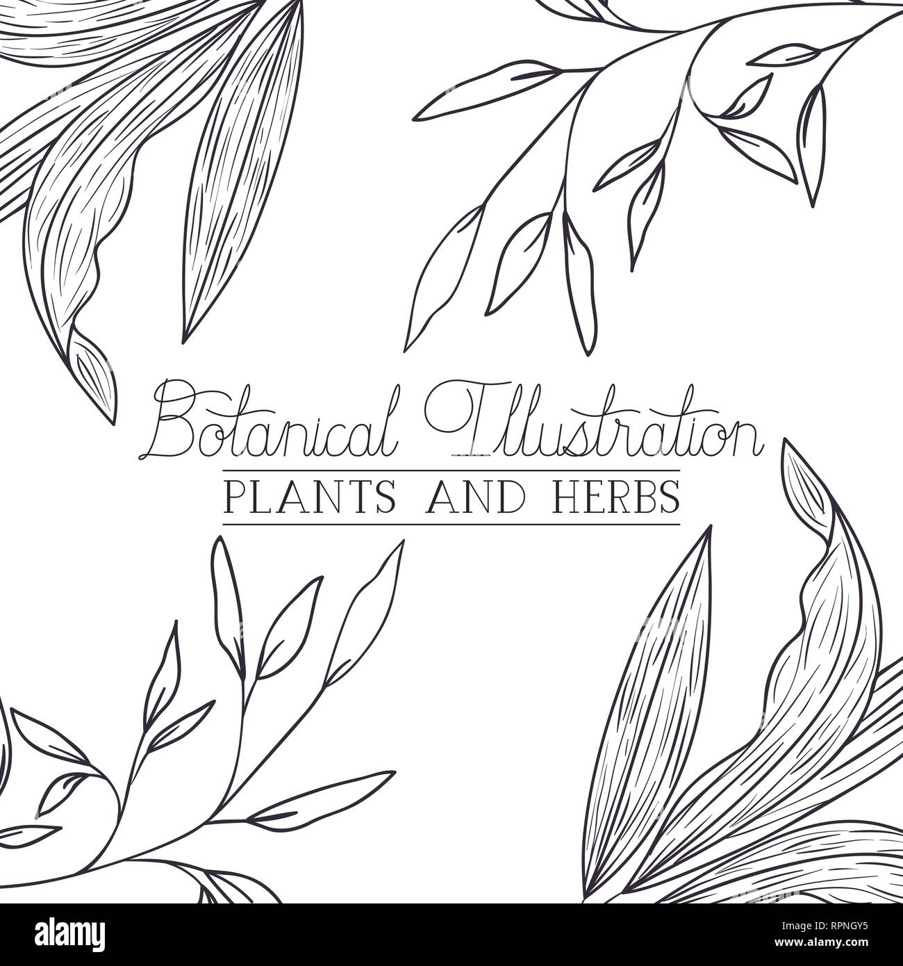 botanical illustration label with plants and herbs Stock Vector Image ...