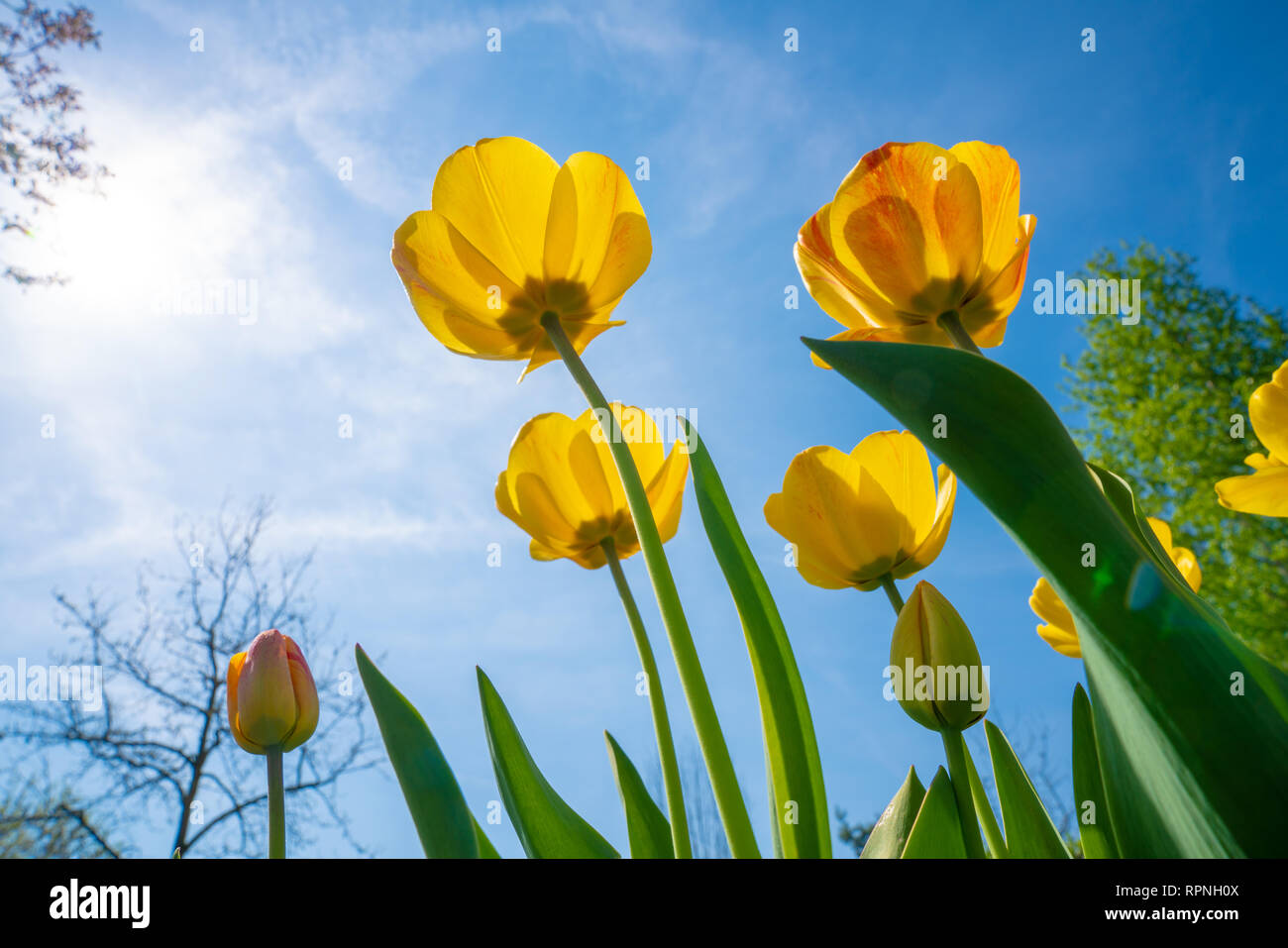Pink tulips wide angle hi-res stock photography and images - Alamy