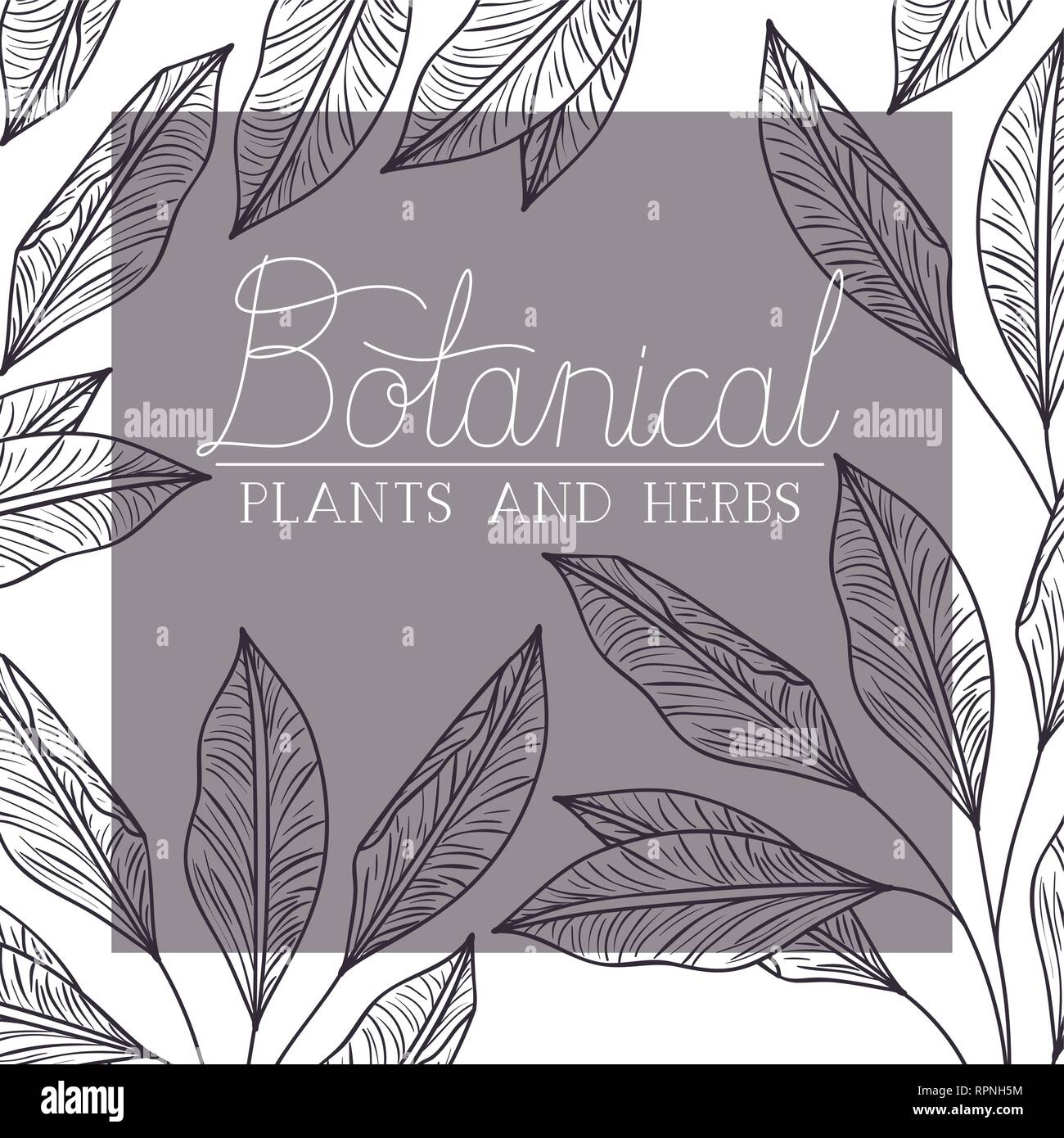 botanical label with plants and herbs Stock Vector Image & Art - Alamy