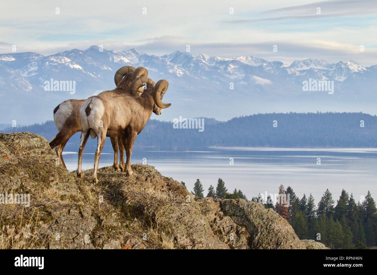 How Do Rams Climb High