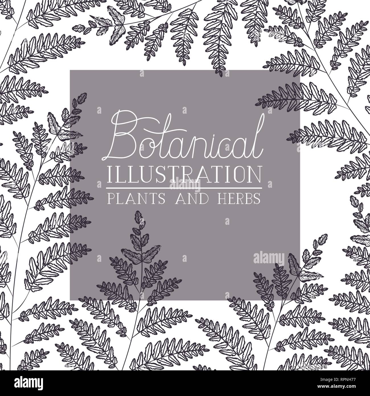 botanical illustration label with plants and herbs Stock Vector Image ...