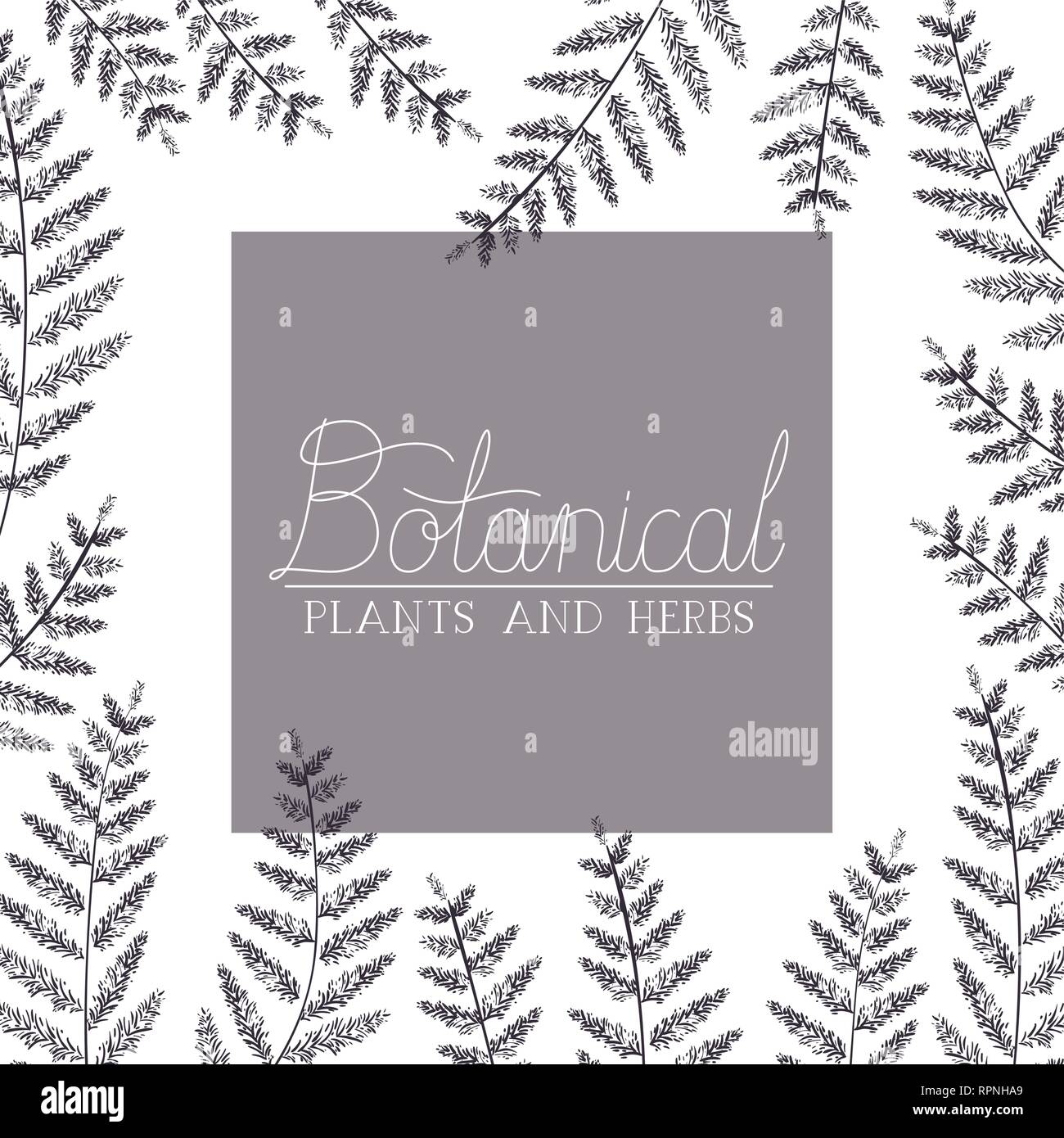 botanical label with plants and herbs Stock Vector Image & Art - Alamy