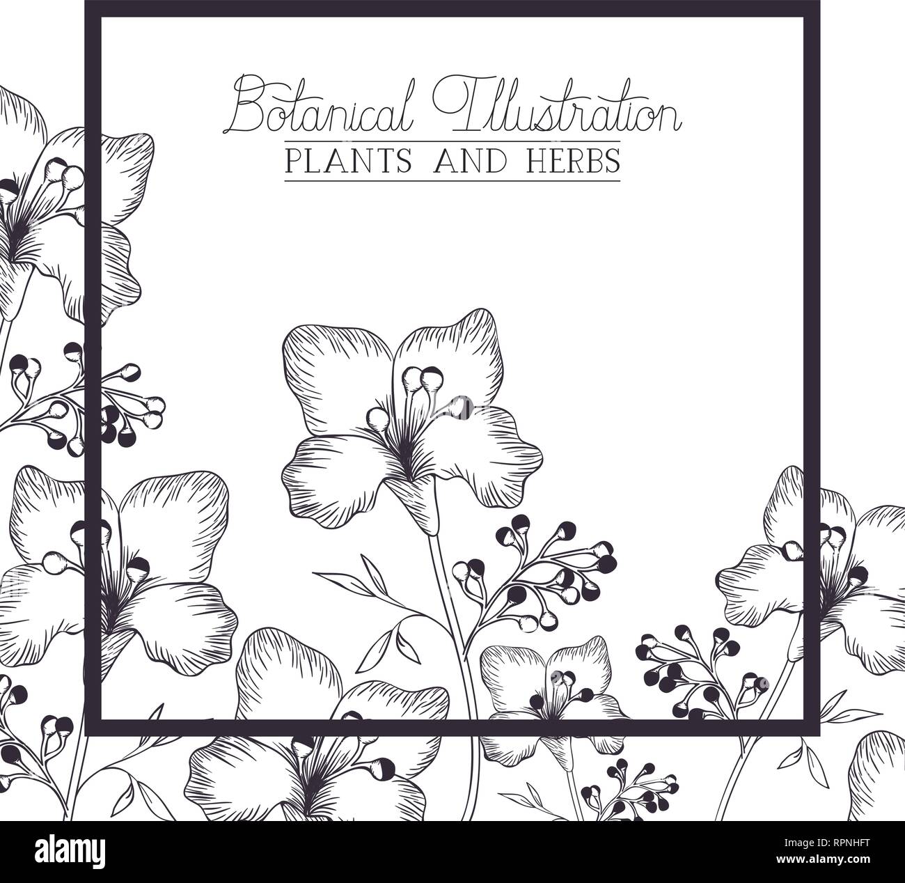 botanical illustration label with plants and herbs Stock Vector Image ...