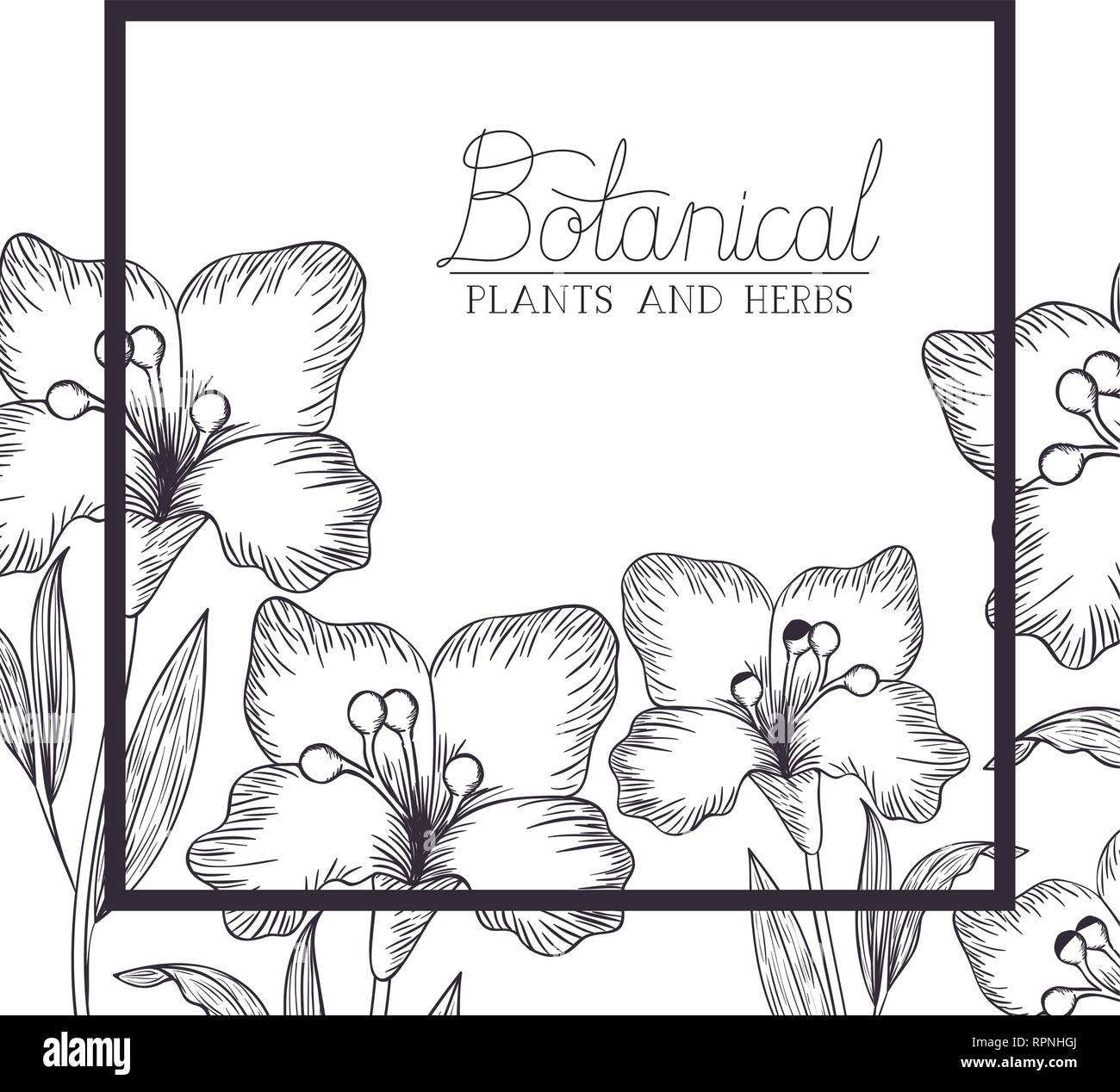 botanical illustration label with plants and herbs Stock Vector Image ...