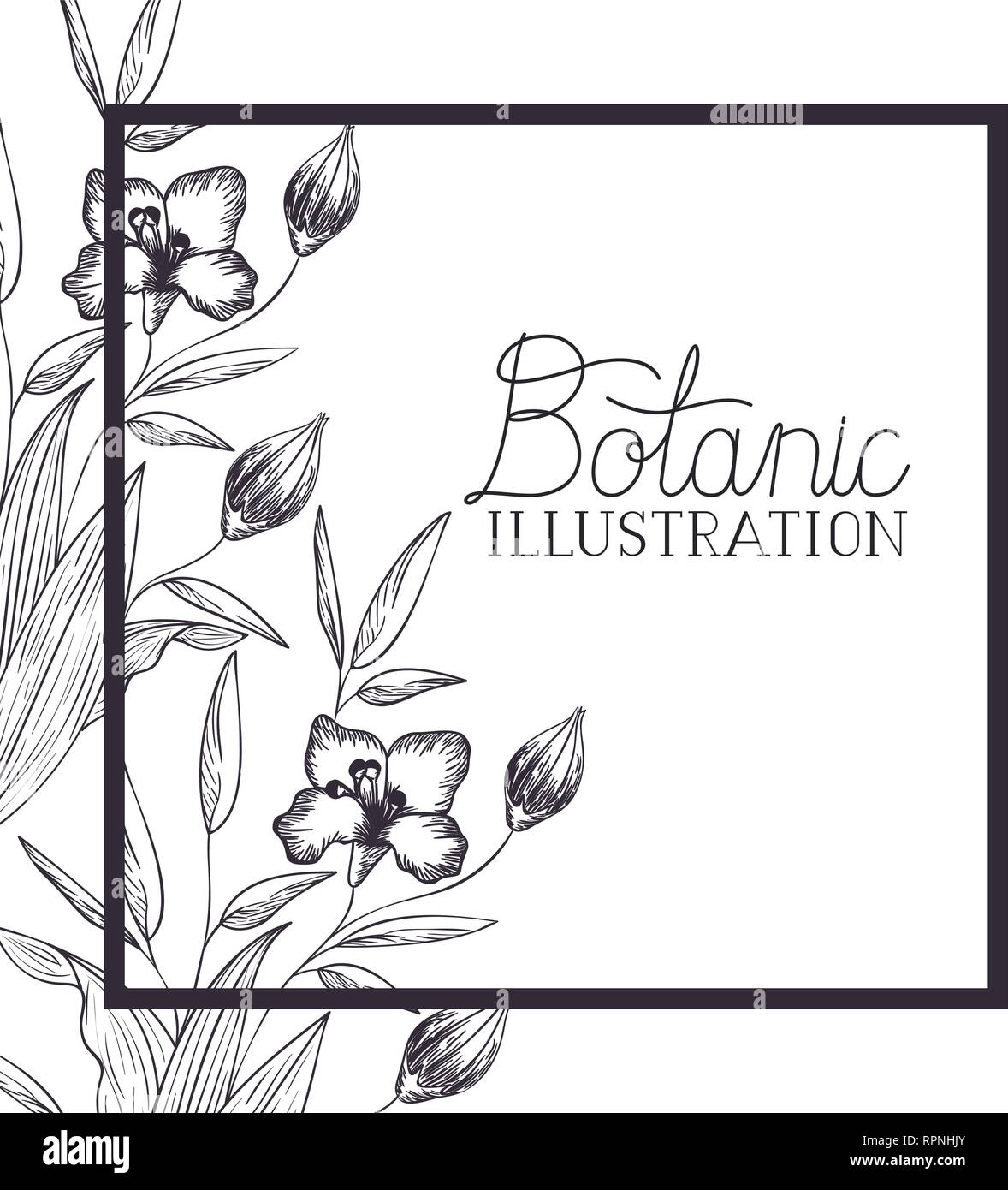 botanic illustration label with plants Stock Vector Image & Art - Alamy
