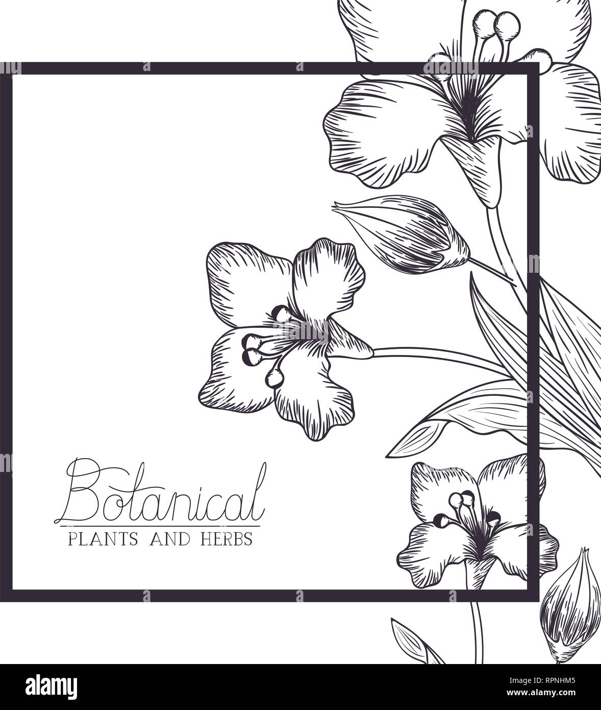 botanical illustration label with plants Stock Vector Image & Art - Alamy