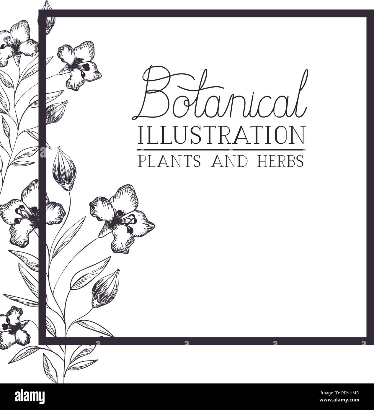 botanical illustration label with plants and herbs Stock Vector Image ...