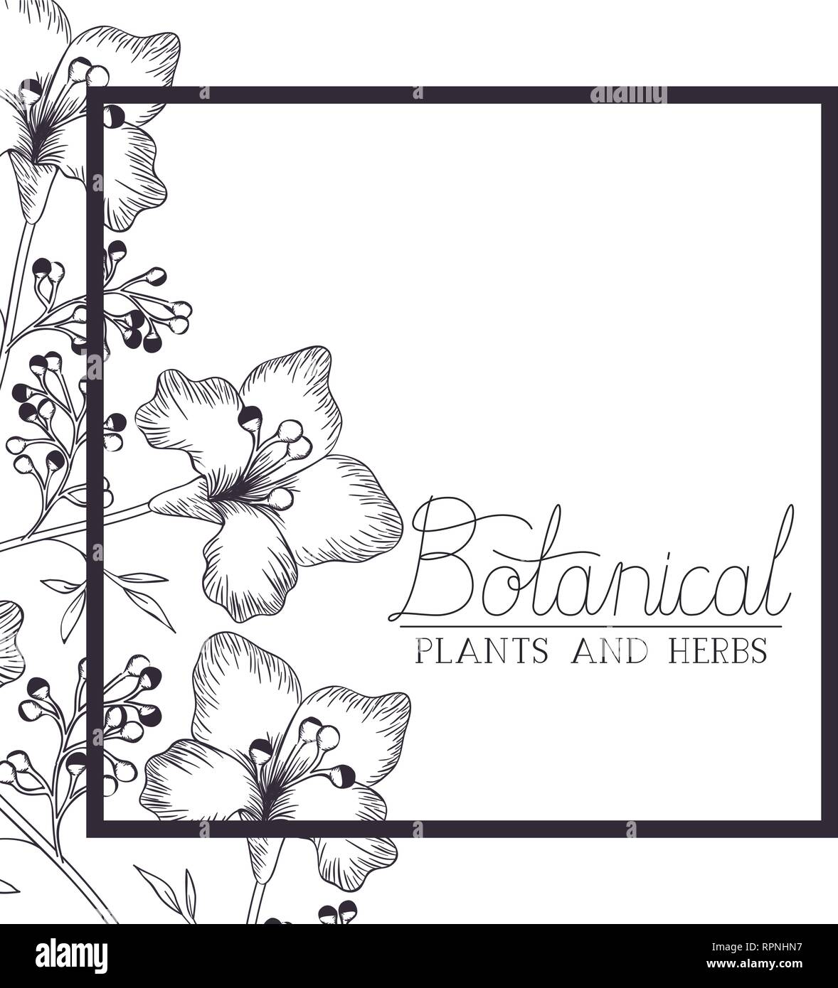botanical label with plants and heres Stock Vector Image & Art - Alamy