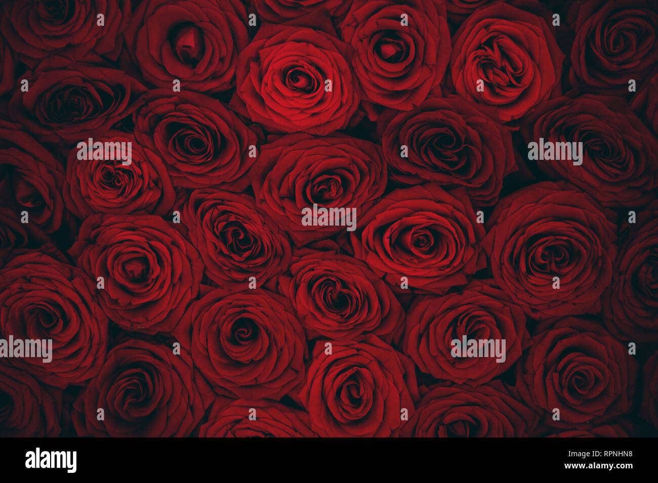Close up view of claret roses bouquet. Red roses background Stock Photo ...