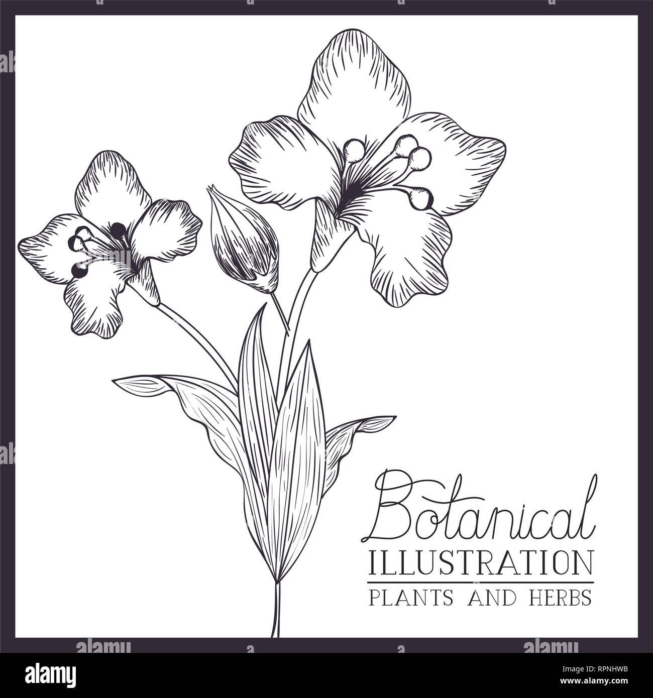 botanical illustration label with plants and herbs Stock Vector Image ...