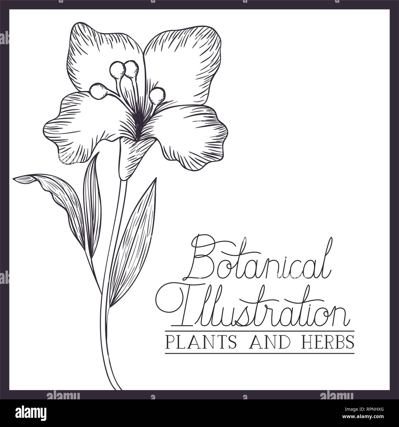 botanical illustration label with plants and herbs Stock Vector Image ...