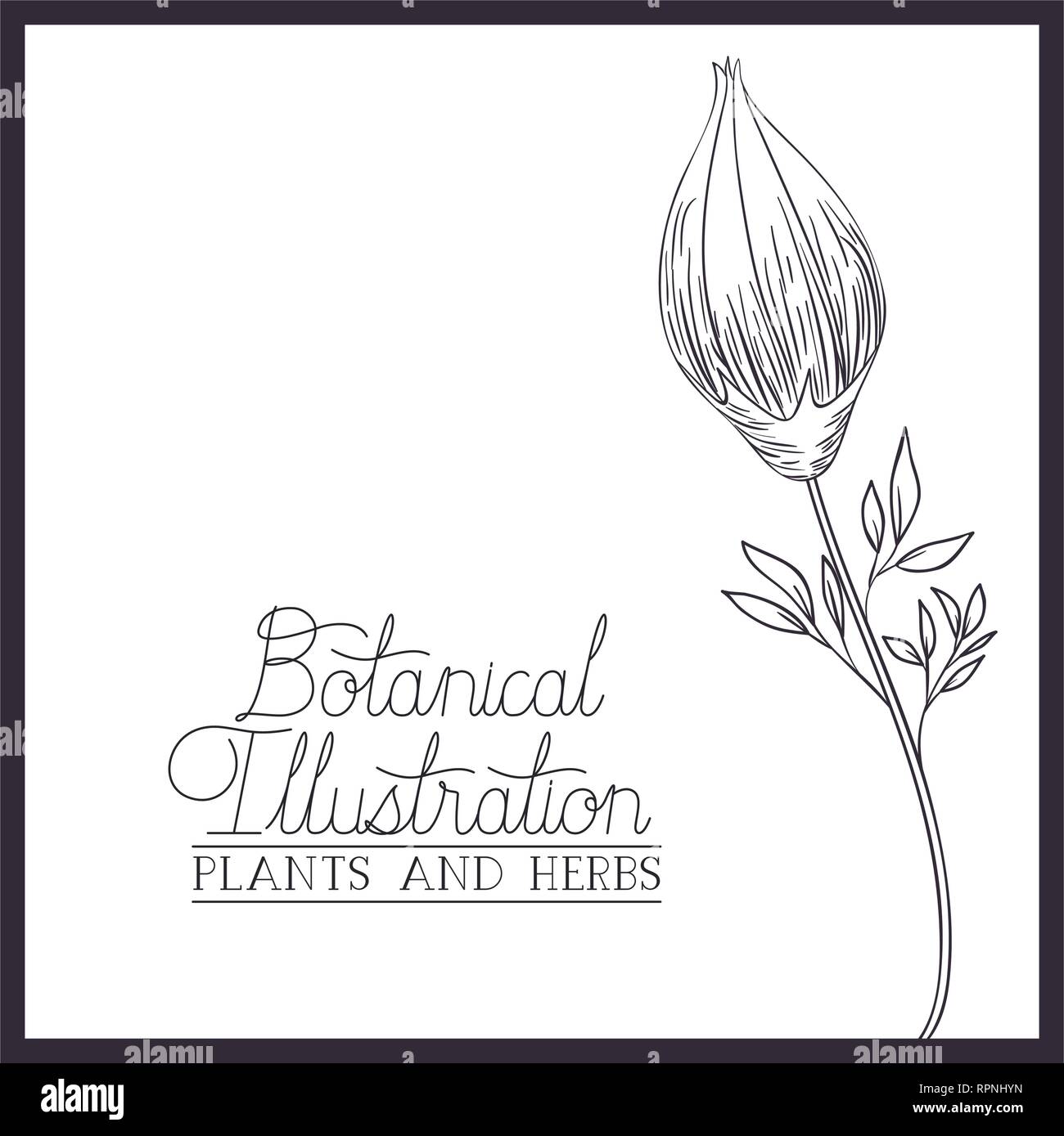 botanical illustration label with plants and herbs Stock Vector Image ...