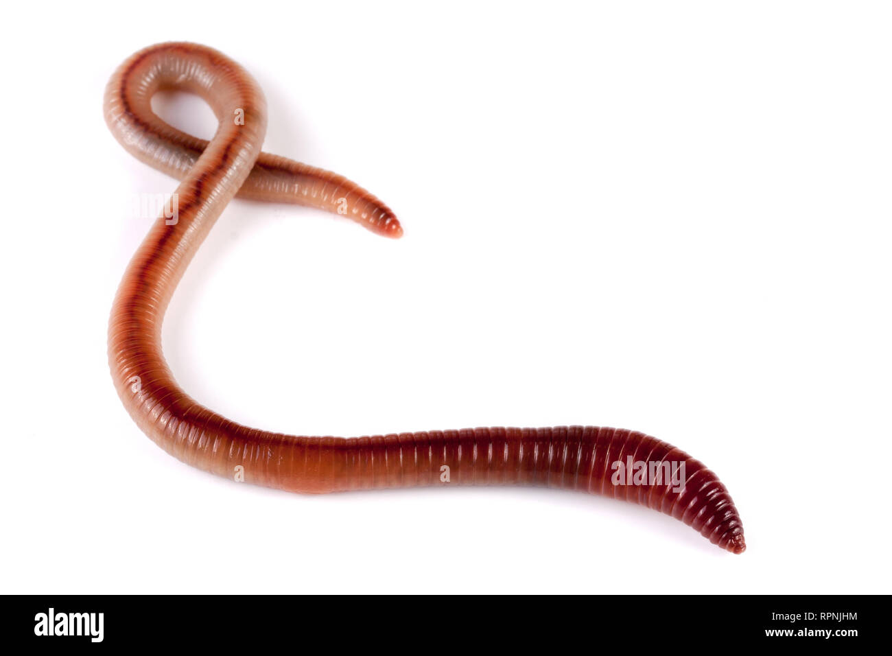 one earthworms isolated on white background Stock Photo - Alamy