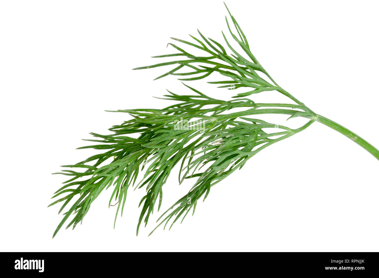Fresh green dill isolated on white background Stock Photo - Alamy