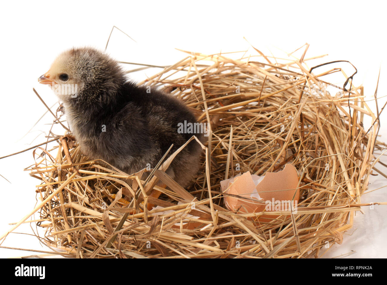 baby chicken with broken eggshell in the straw nest on white background ...