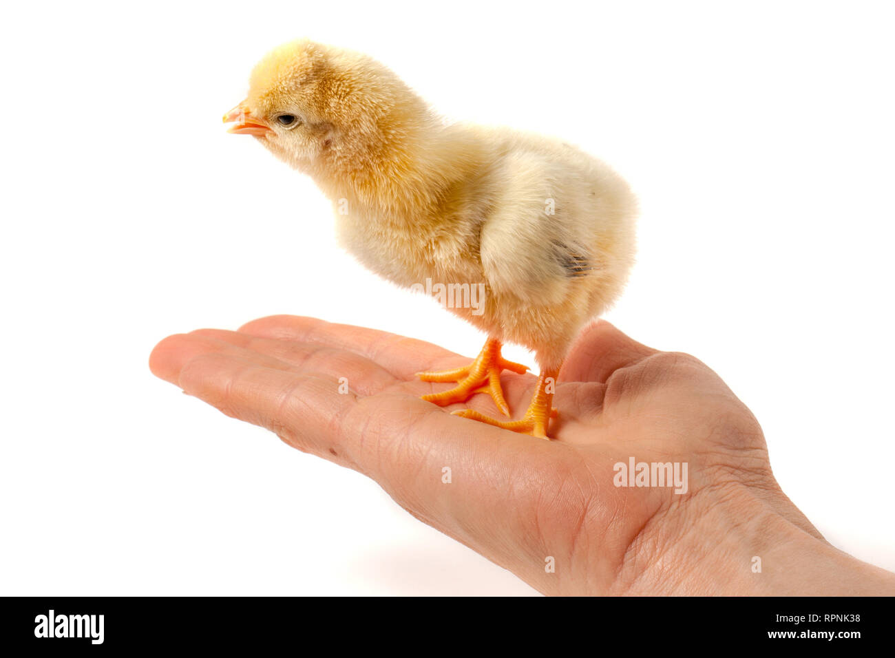 Hand holding a chicken, isolated on a white background Stock Photo - Alamy